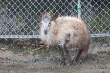 ニホンカモシカ人里に　美郷・西郷、１歳雌か保護後死ぬ