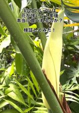 モンステラにできた花のつぼみ。これが開花し、さらに1年たつと…