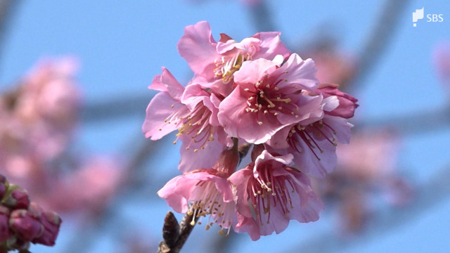 「同じ日本とは思えない」『大寒』なのに最高気温17℃のポカポカ陽気に 日本一の早咲きの桜咲く(SBS NEWS) - goo ニュース